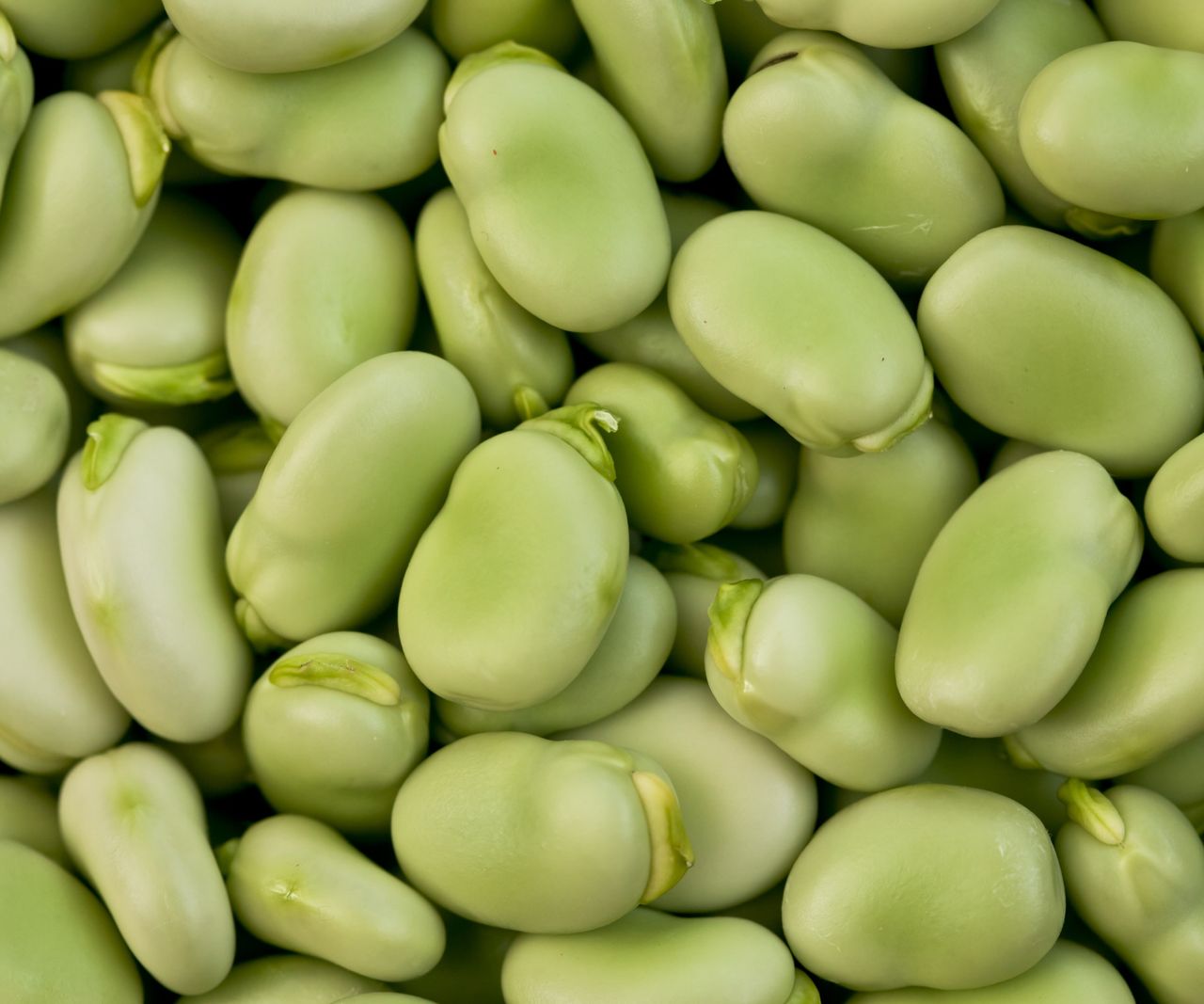 How to harvest fava beans: tips for picking the best crop | Homes and ...