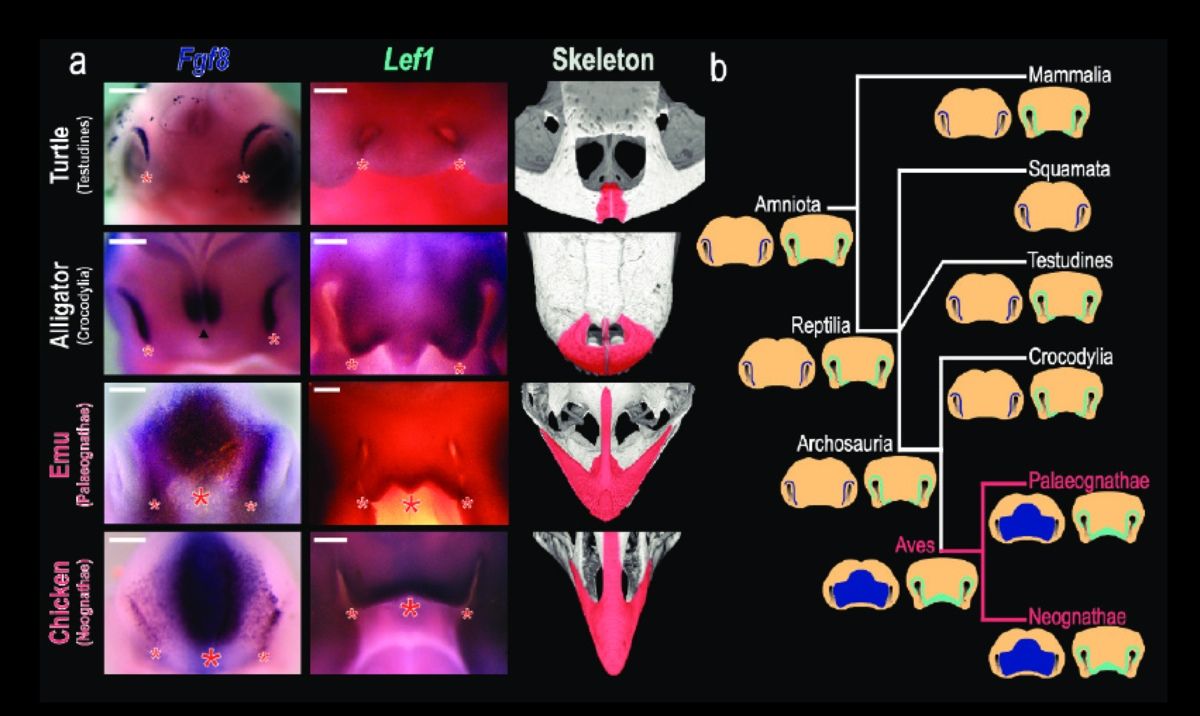 Images: How the Bird Beak Evolved | Live Science