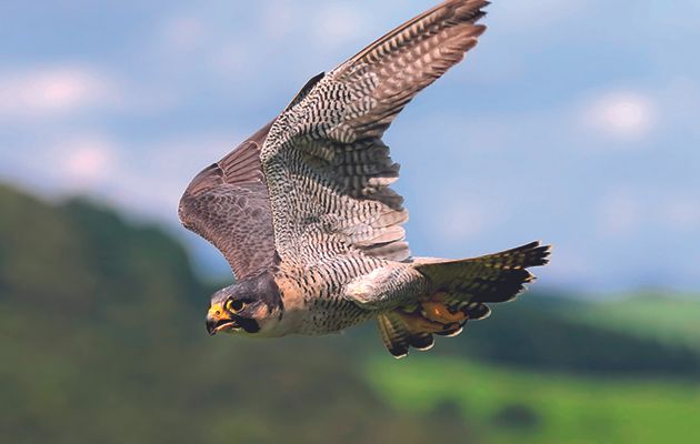 Super Fast Falcon | What to Watch