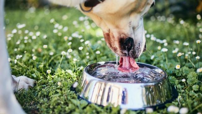 Why is my dog drinking a lot of water? Vet shares 9 reasons | PetsRadar
