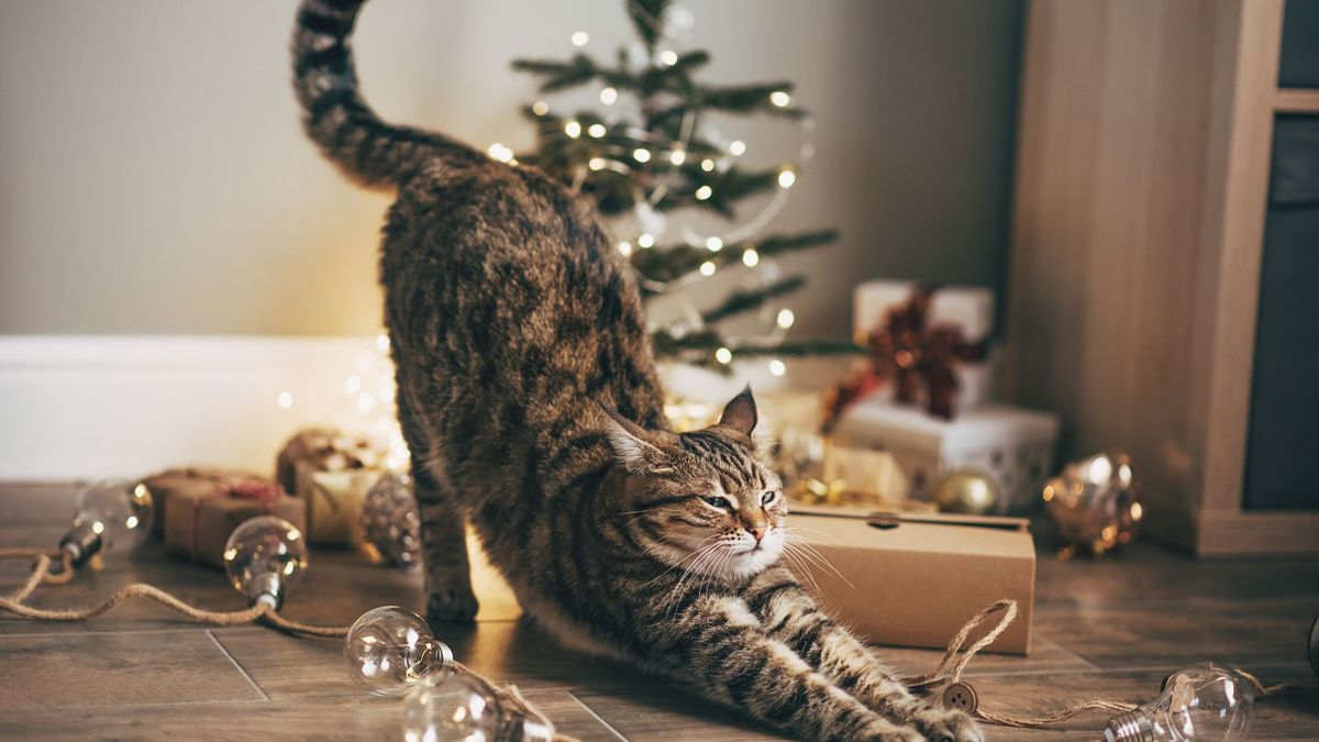 How to include your pet in Christmas traditions this year | PetsRadar