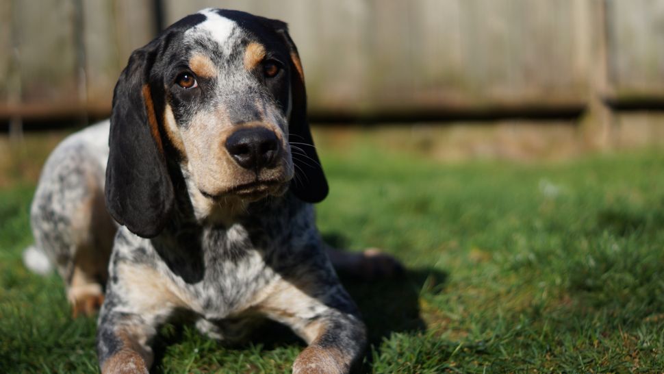 32 best dog breeds for hunting prey of all kinds | PetsRadar