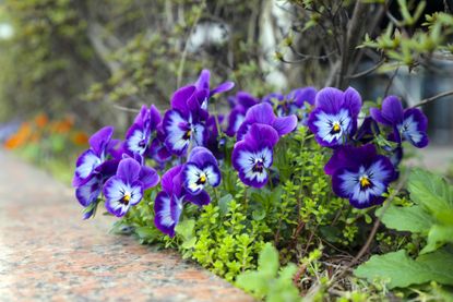 7 Best Flowers To Plant in February For A Colorful Backyard | Livingetc