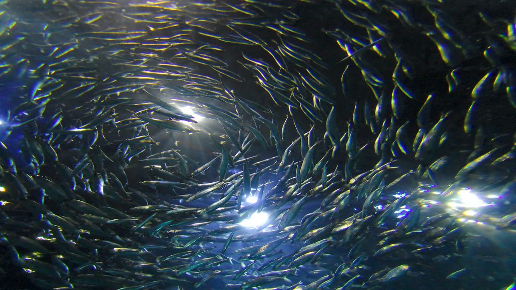It's raining anchovies in San Francisco | Live Science