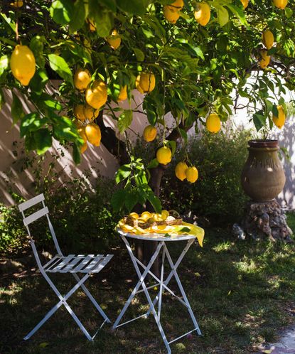 How to prune a lemon tree: tips on shaping your tree | Gardeningetc