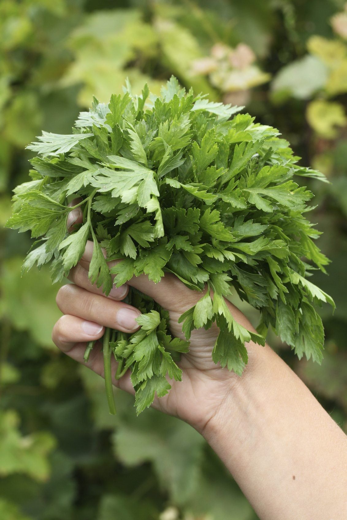 Harvesting Fresh Parsley - How, When And Where To Cut Parsley Plants ...