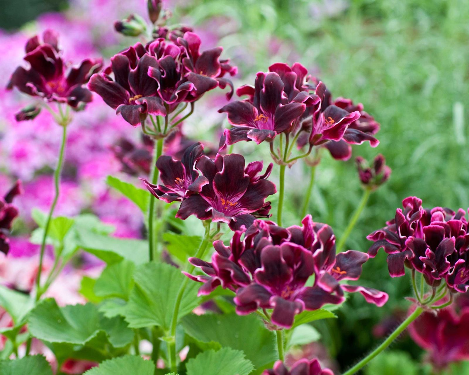 How to deadhead geraniums in pots and hanging baskets: simple tips for ...