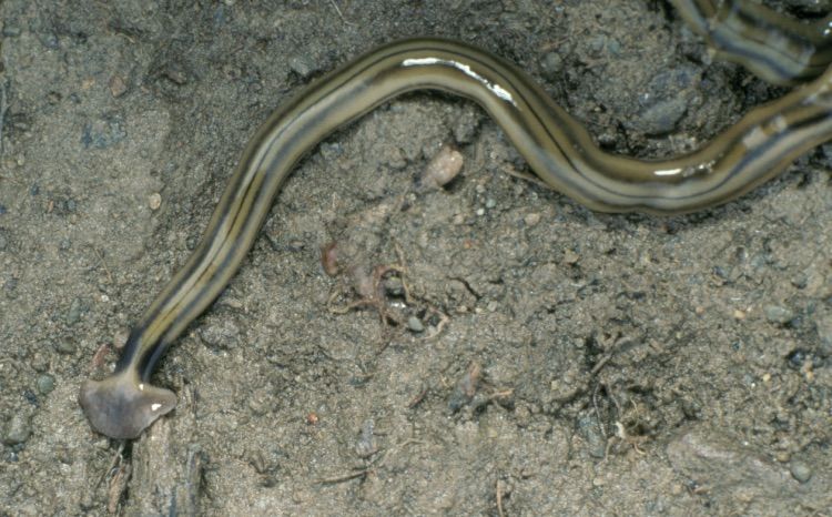 Bizarre Hammerhead Worm with a 'Mustache' Captured on Video | Live Science