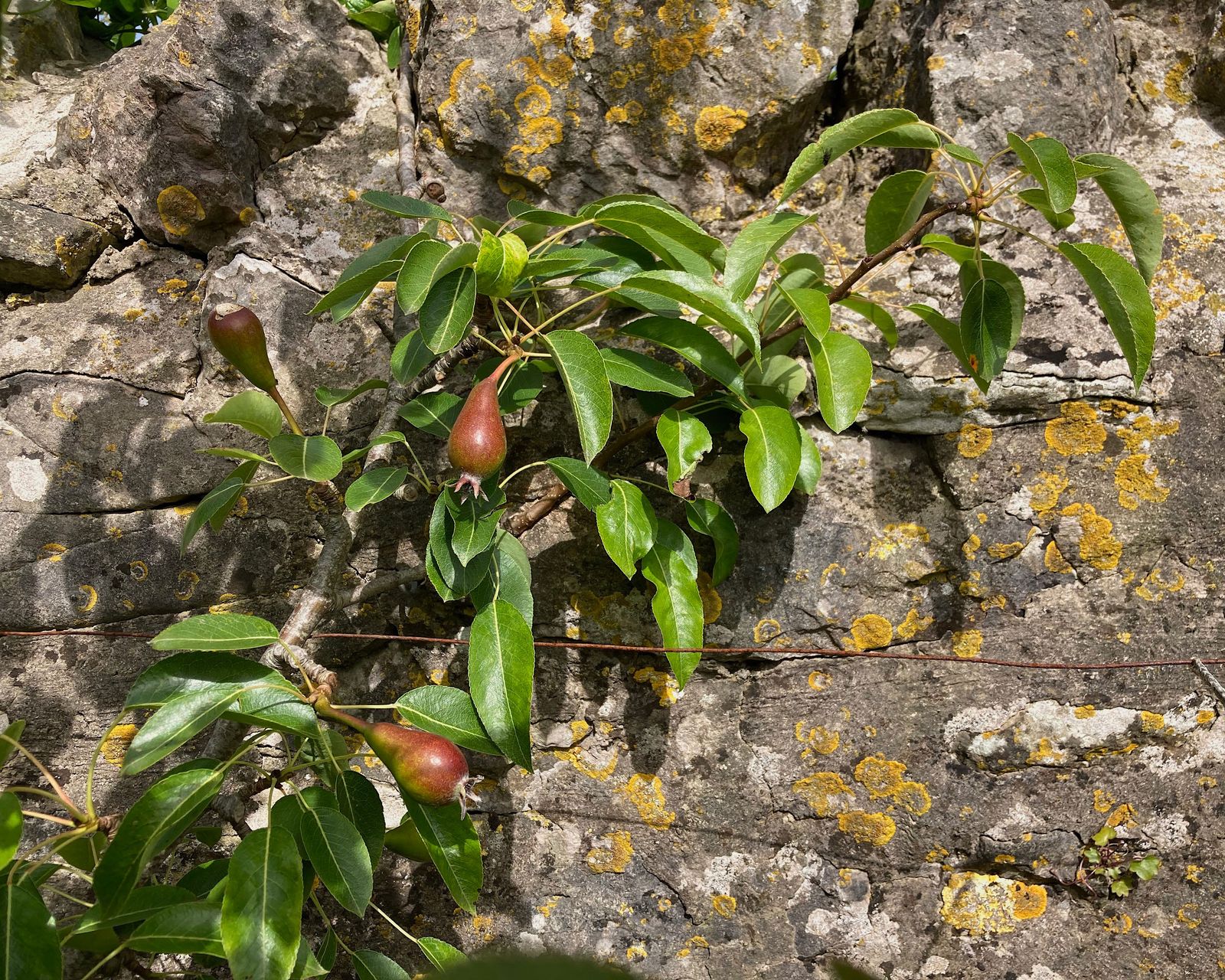 How to prune pear trees: to maximize fruit production | Homes and Gardens