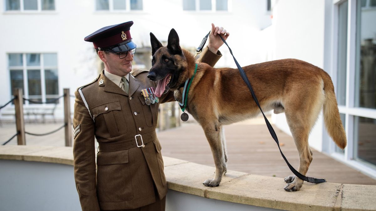 Army dog awarded highest honour for bravery during Taliban raid | The Week