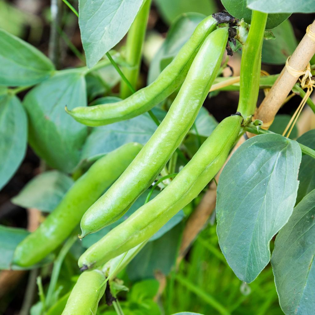 When to plant broad beans – the best time to sow and grow | Ideal Home