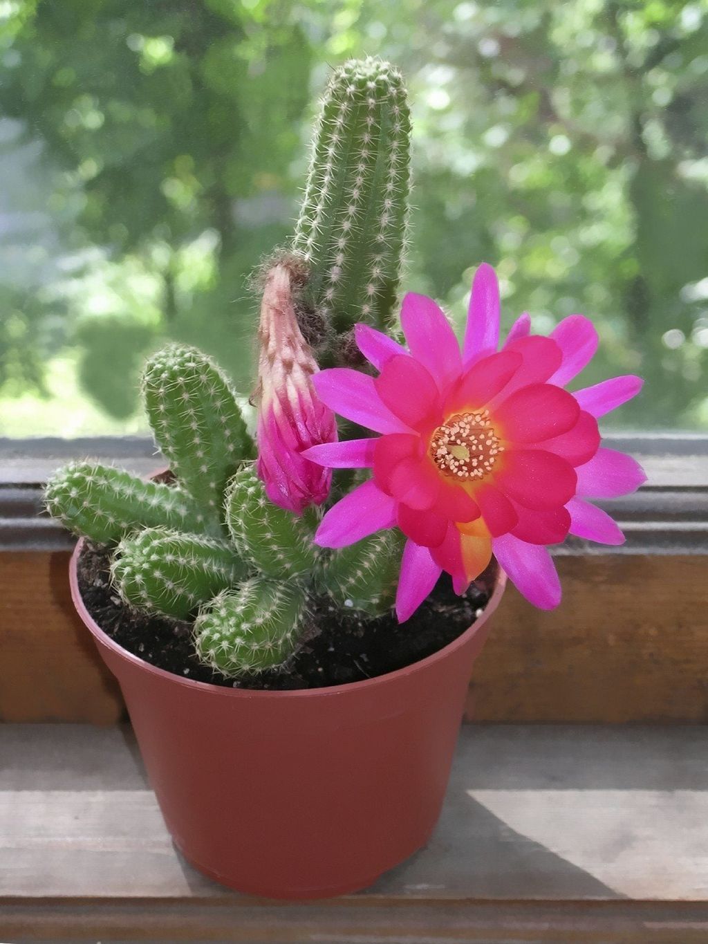 Does A Cactus Need Fertilizer - How And When To Feed Cactus Plants ...