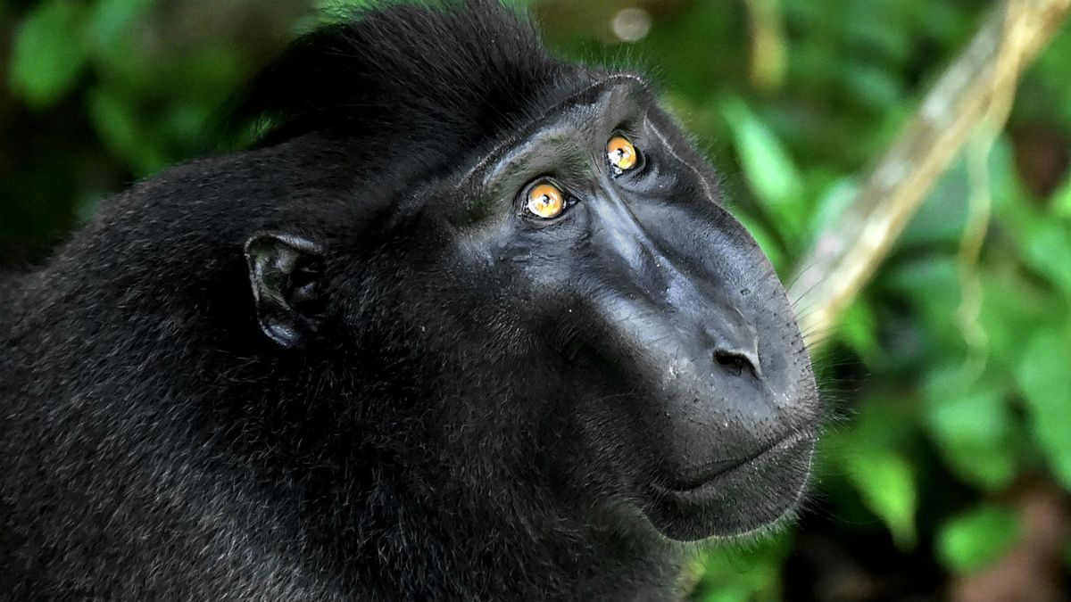 US lawsuit over ‘monkey selfie’ copyright settled | The Week