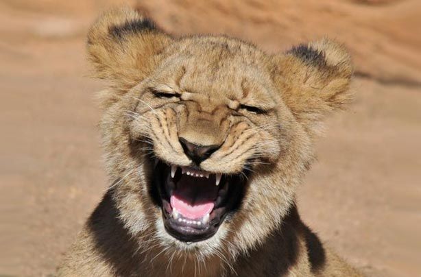 The health benefits of laughter | GoodtoKnow