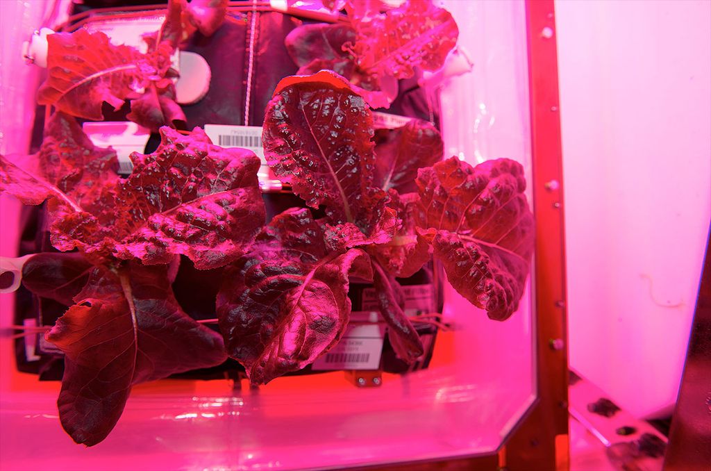 Plants in Space: Photos by Gardening Astronauts | Space