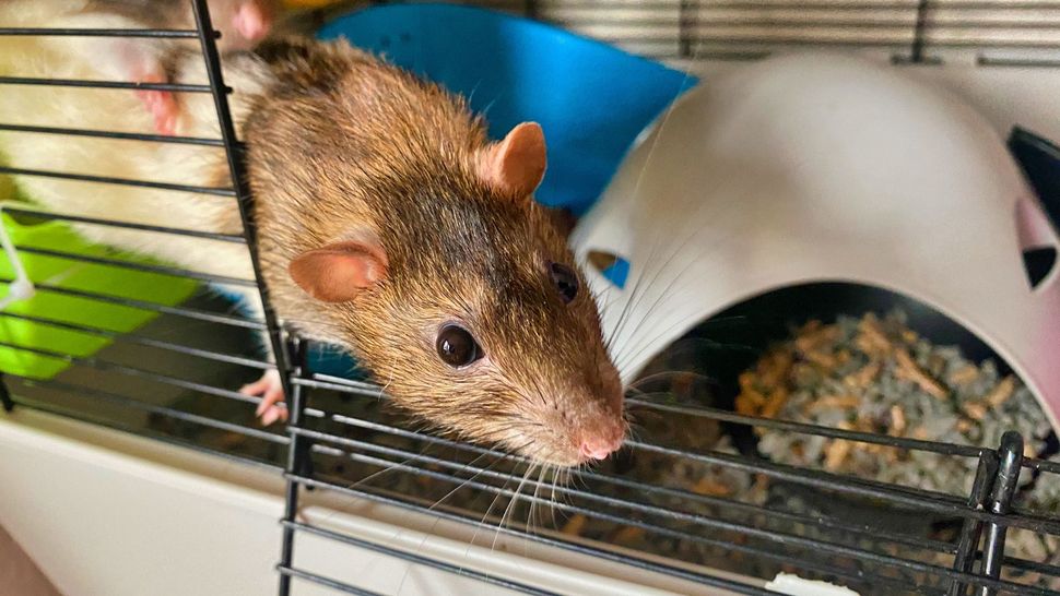 25 small pets for compact homes | PetsRadar