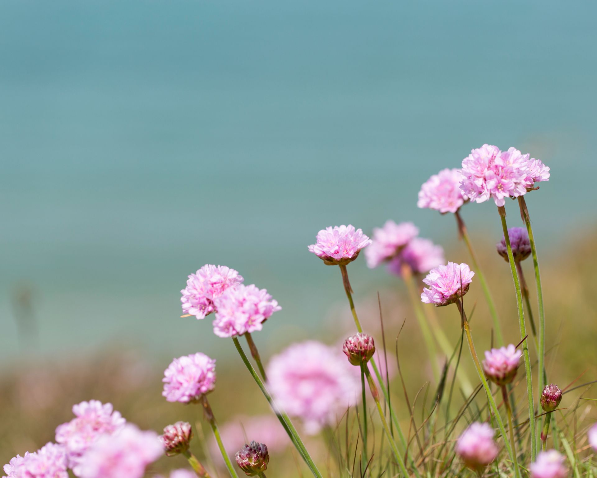 Coastal plants: 10 best choices for gardens near the ocean | Homes and ...