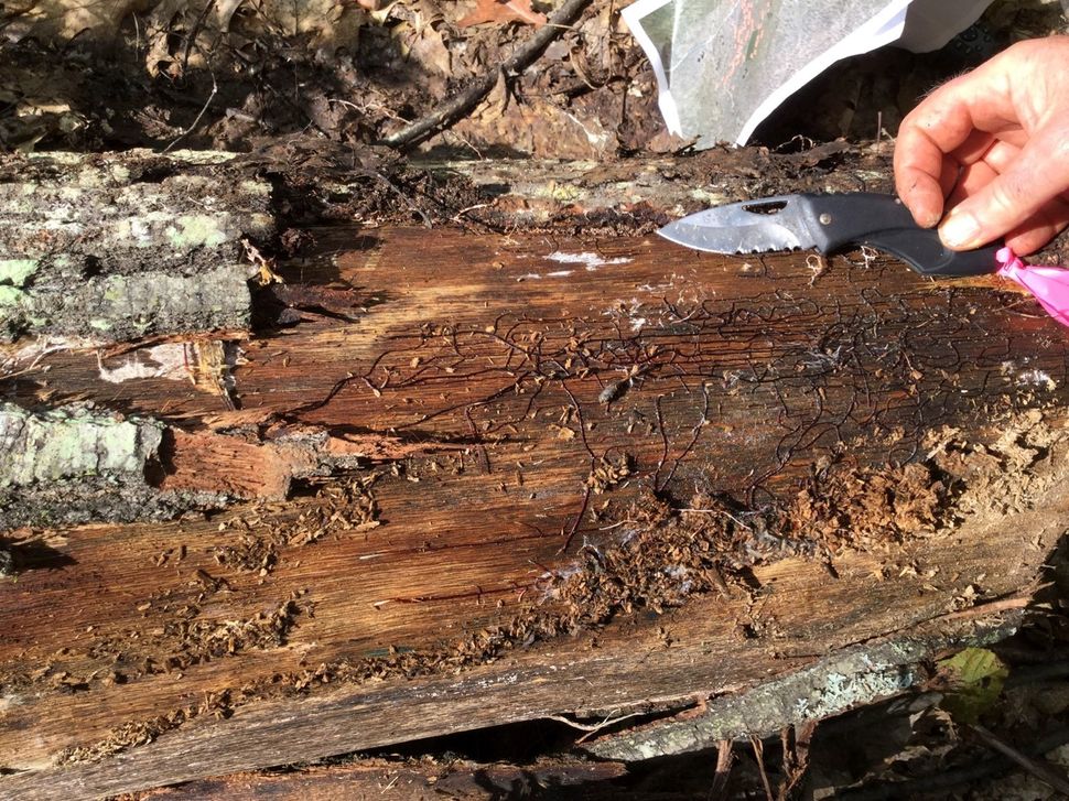 This Humongous Fungus Has Been Around Since the Birth of Socrates ...