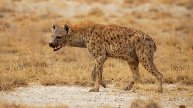 6 animals where females reign supreme | Live Science