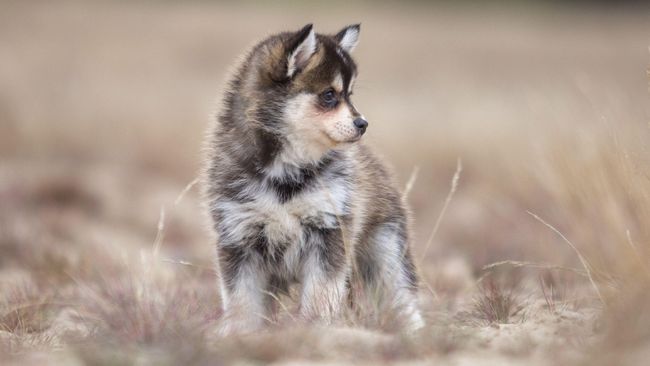 Pomsky: Breed profile and information | PetsRadar