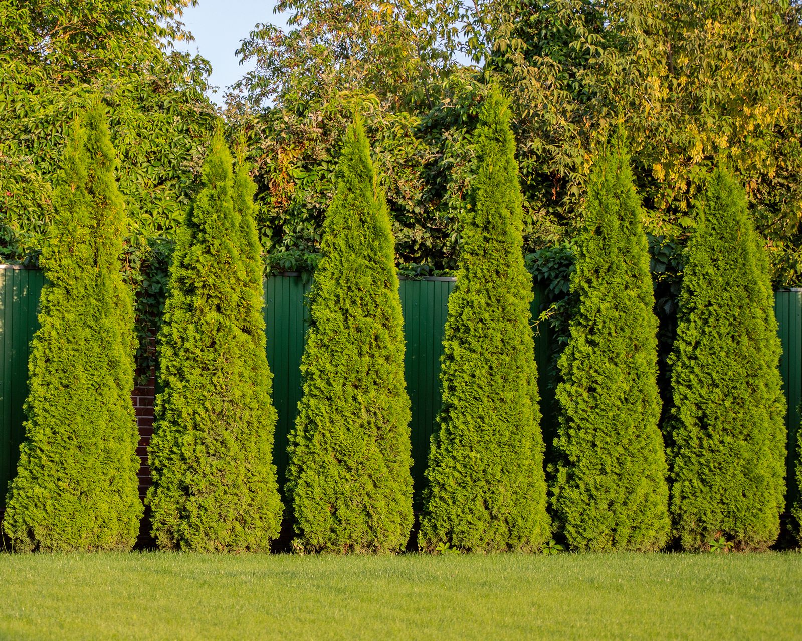 7 Small Privacy Trees To Transform Your Yard Into An Oasis | Gardening ...
