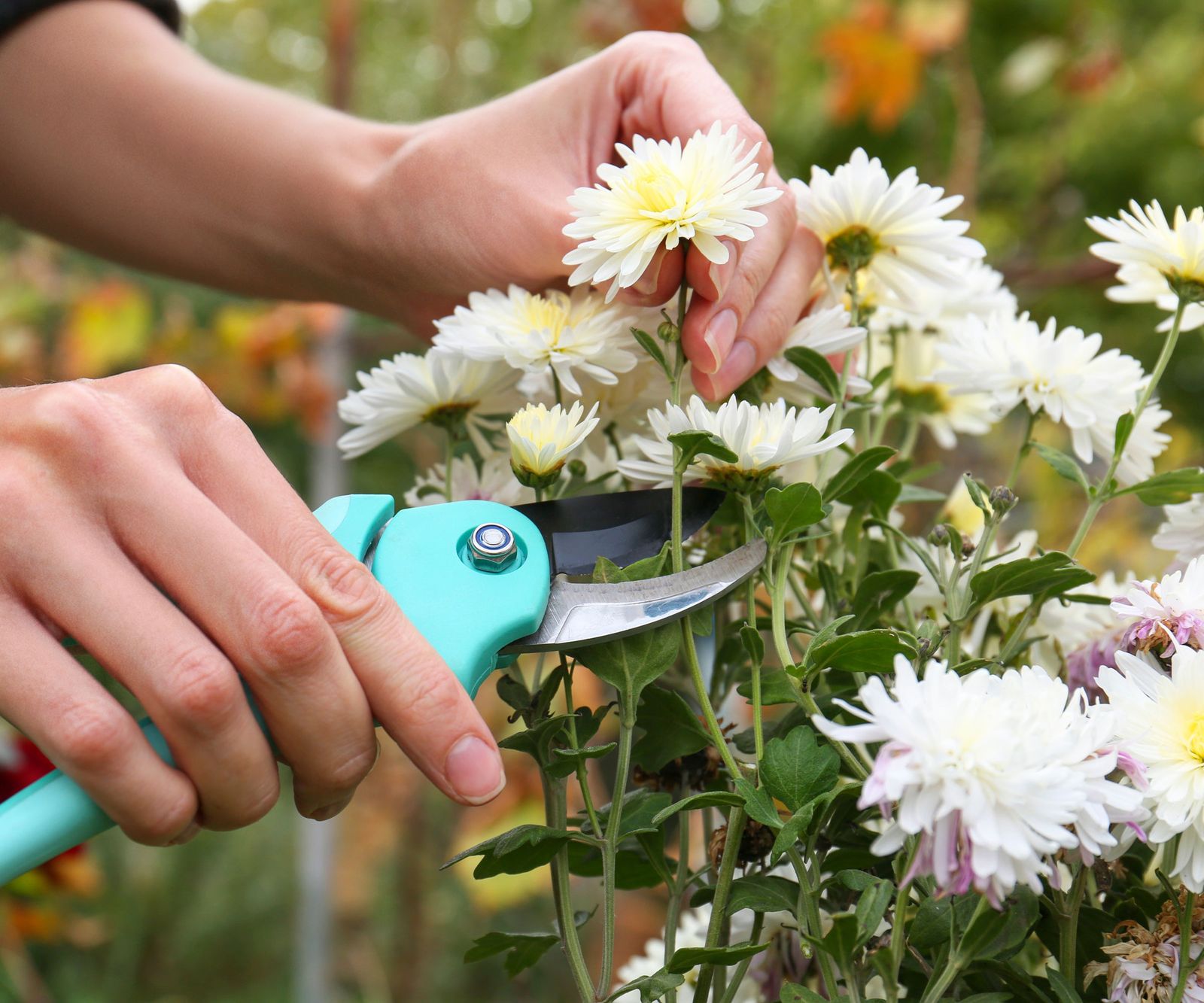 How To Deadhead Mums For More Blooms That Last All Fall | Gardening ...