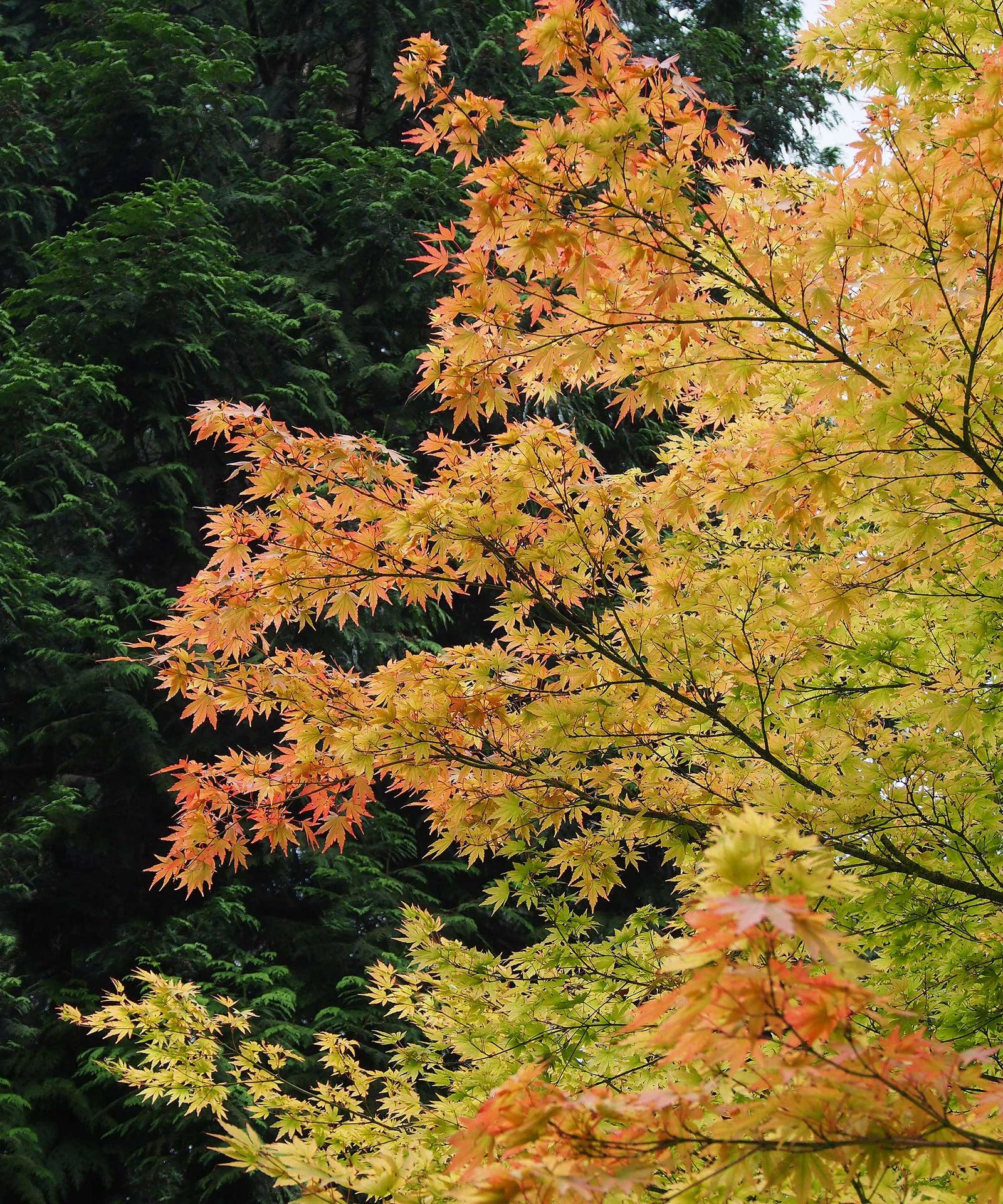 Best privacy trees for small backyards: 10 compact choices | Homes and ...