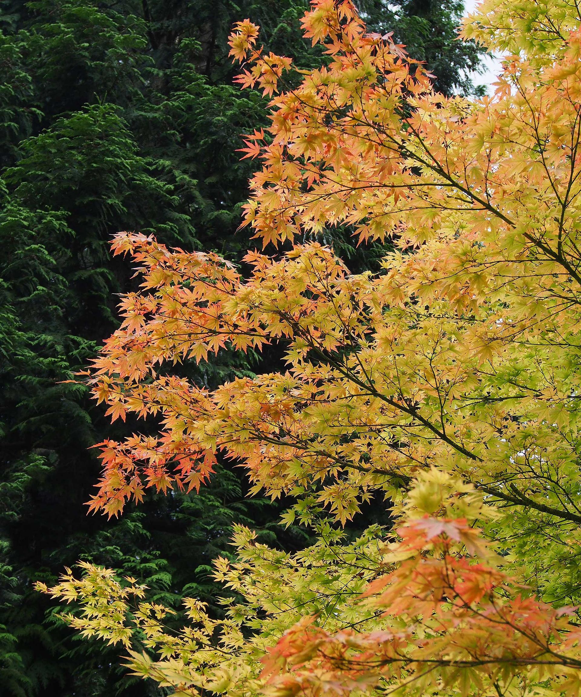 Best privacy trees for small backyards: 10 compact choices | Homes and ...