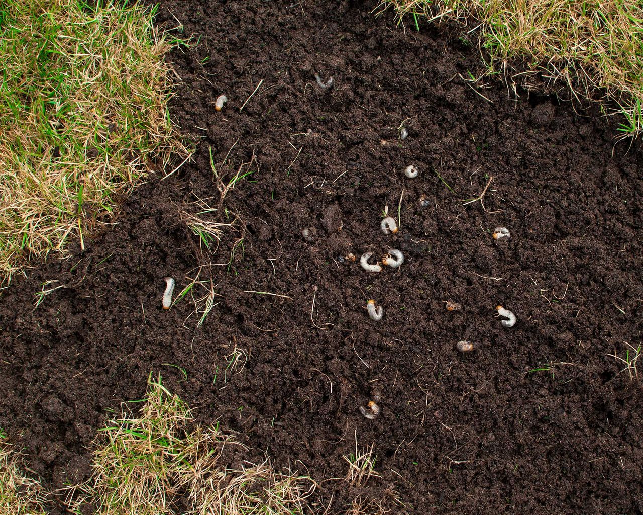 How to get rid of lawn grubs naturally: protect your turf | Gardeningetc