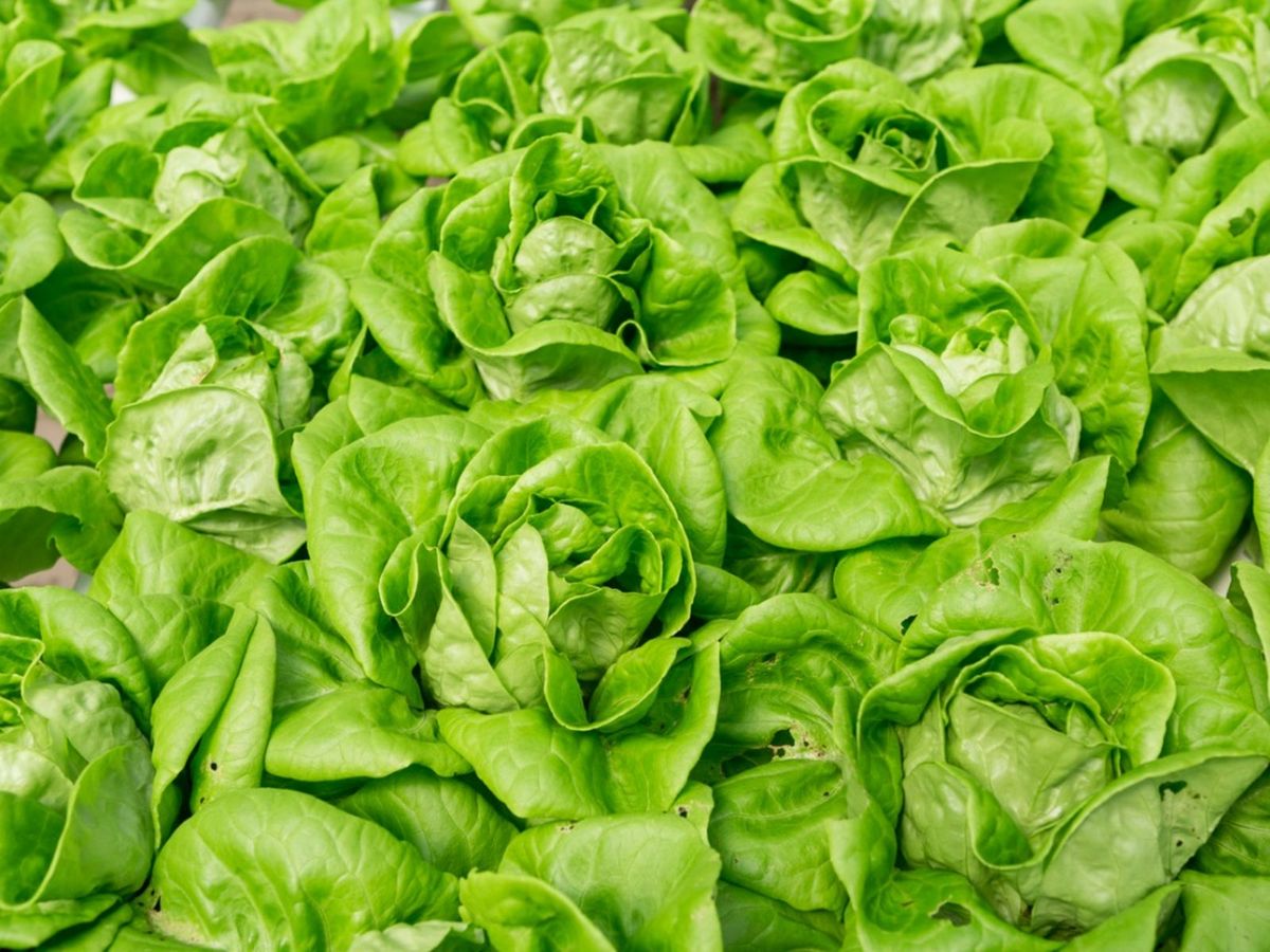 What Is Lettuce Downy Mildew - Tips On Treating Downy Mildew In Lettuce ...