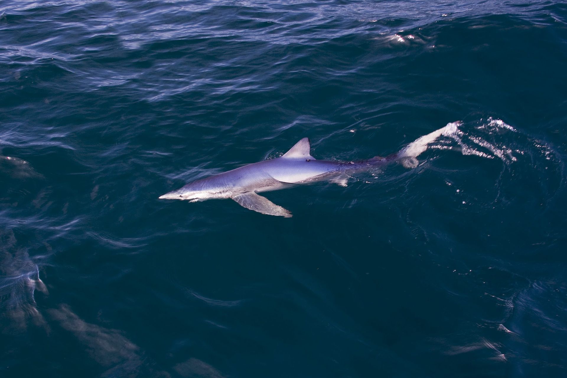 A complete guide to the sharks you'll find in the seas of Britain (and ...