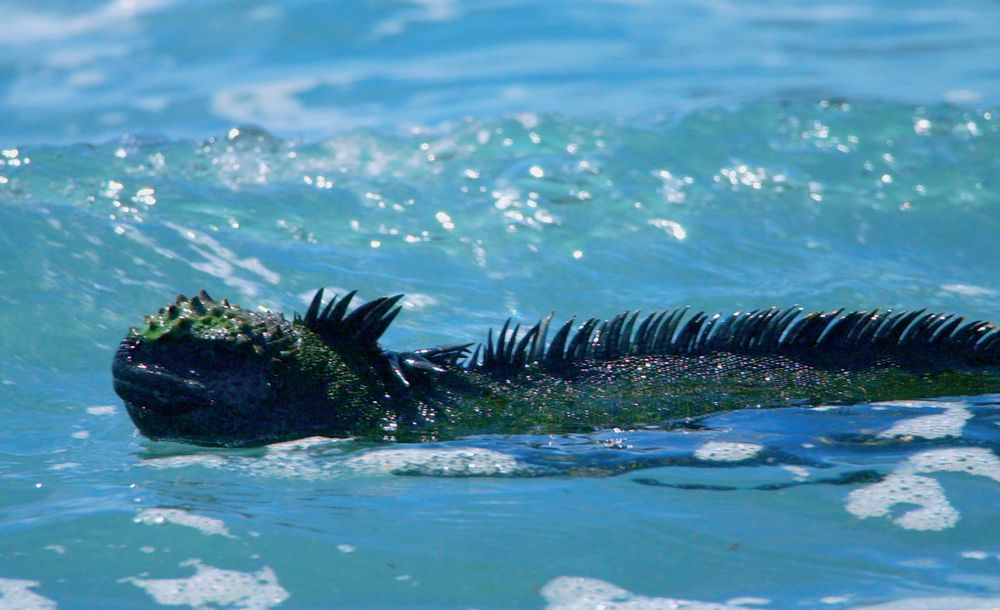 In Photos: The Stunning Sea Life 'Stars' of 'Big Pacific' | Live Science