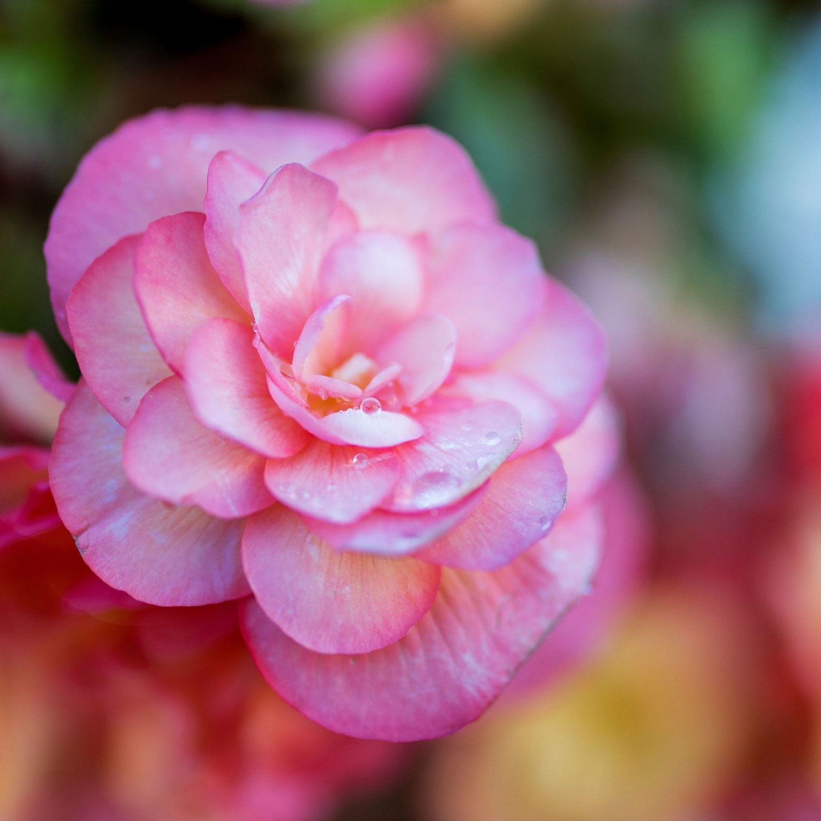 How to grow begonias from tubers – an expert guide | Ideal Home