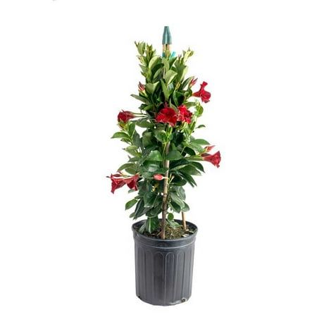 How to grow mandevilla: for a tropical evergreen plant | Homes and Gardens
