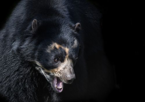 Amazing photos of nocturnal animals | Live Science