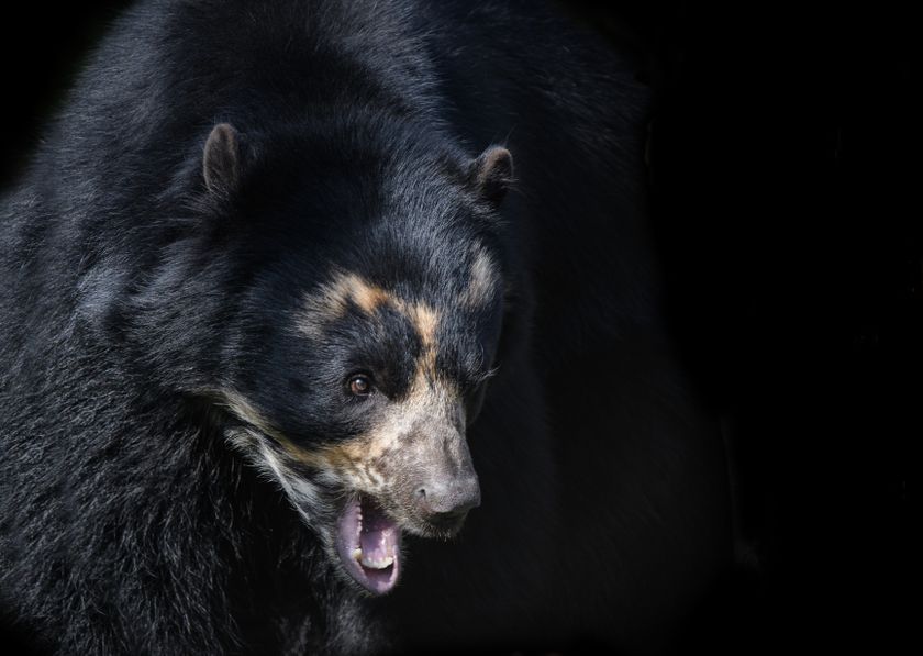 Amazing photos of nocturnal animals | Live Science