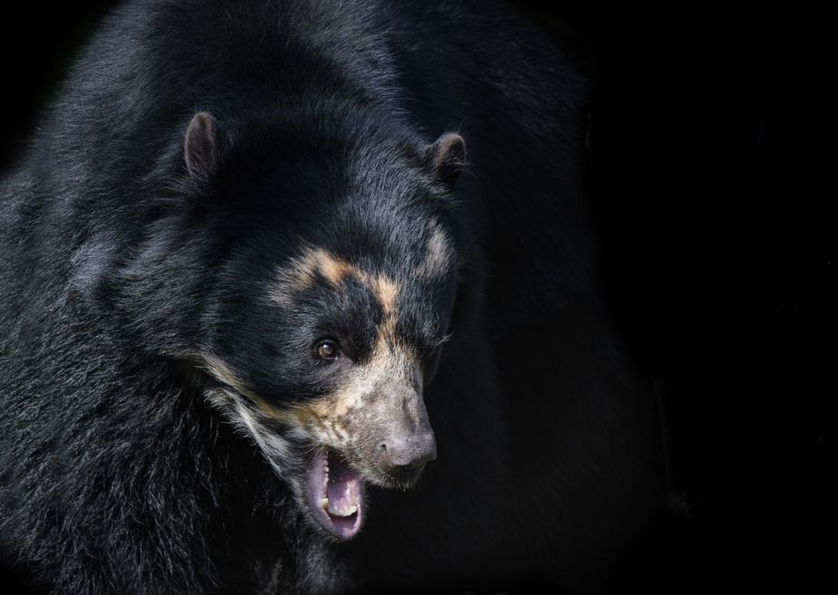 Amazing photos of nocturnal animals | Live Science