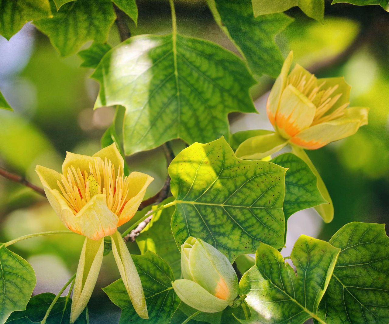 Trees that attract hummingbirds: 8 flowering choices | Homes and Gardens