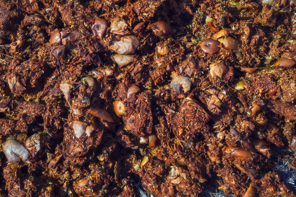 The Science Behind Composting | Live Science