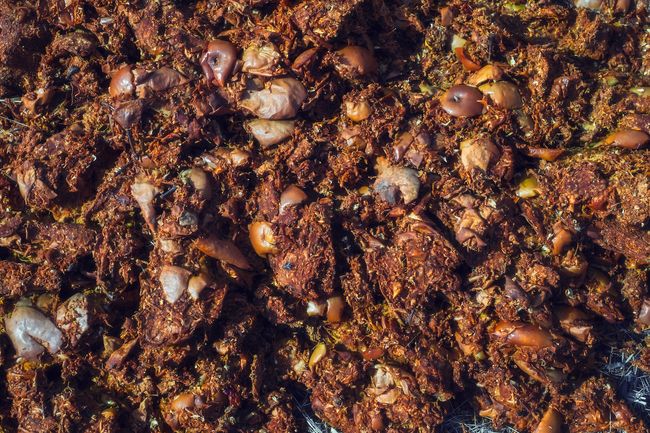 The Science Behind Composting | Live Science