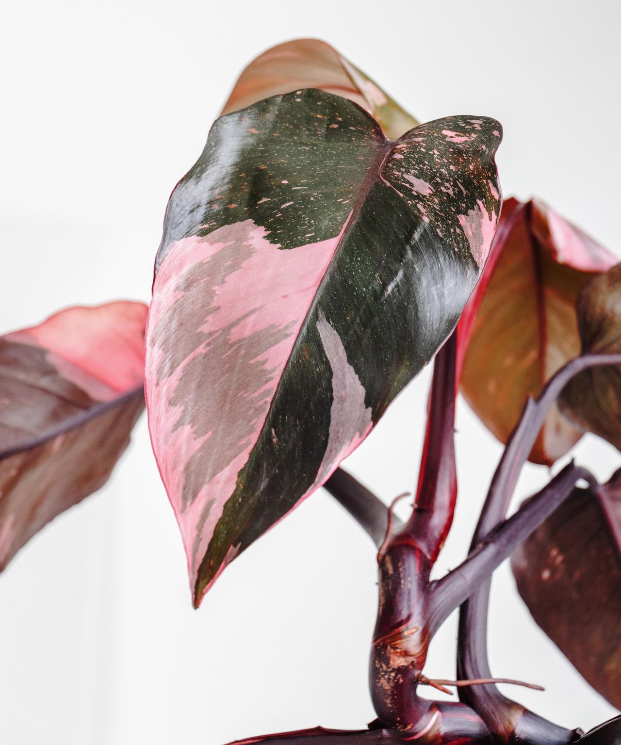 Most expensive plants in the world that are available to buy | Gardeningetc
