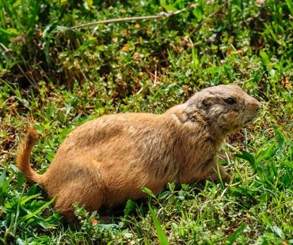 How to get rid of gophers: traps, barriers and repellents | Homes and ...
