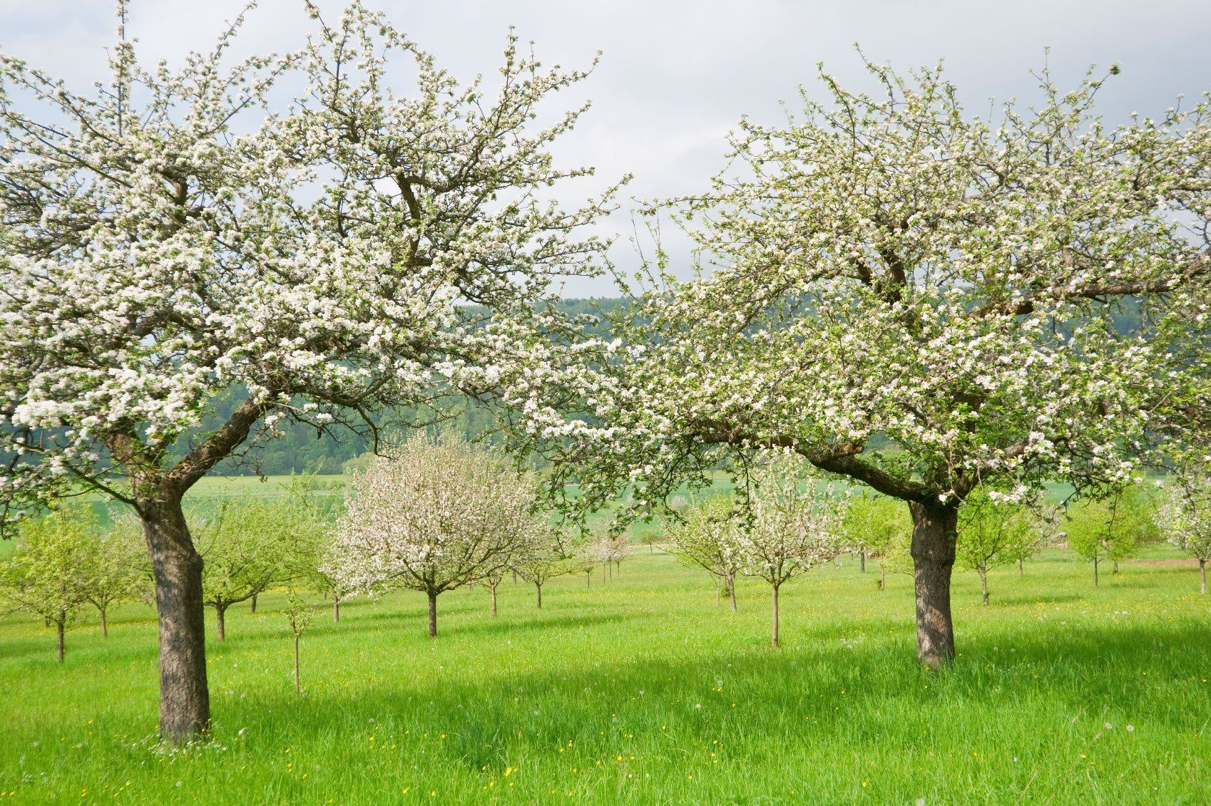 Growing Apples - Learn About Cross Pollination Between Apple Trees ...