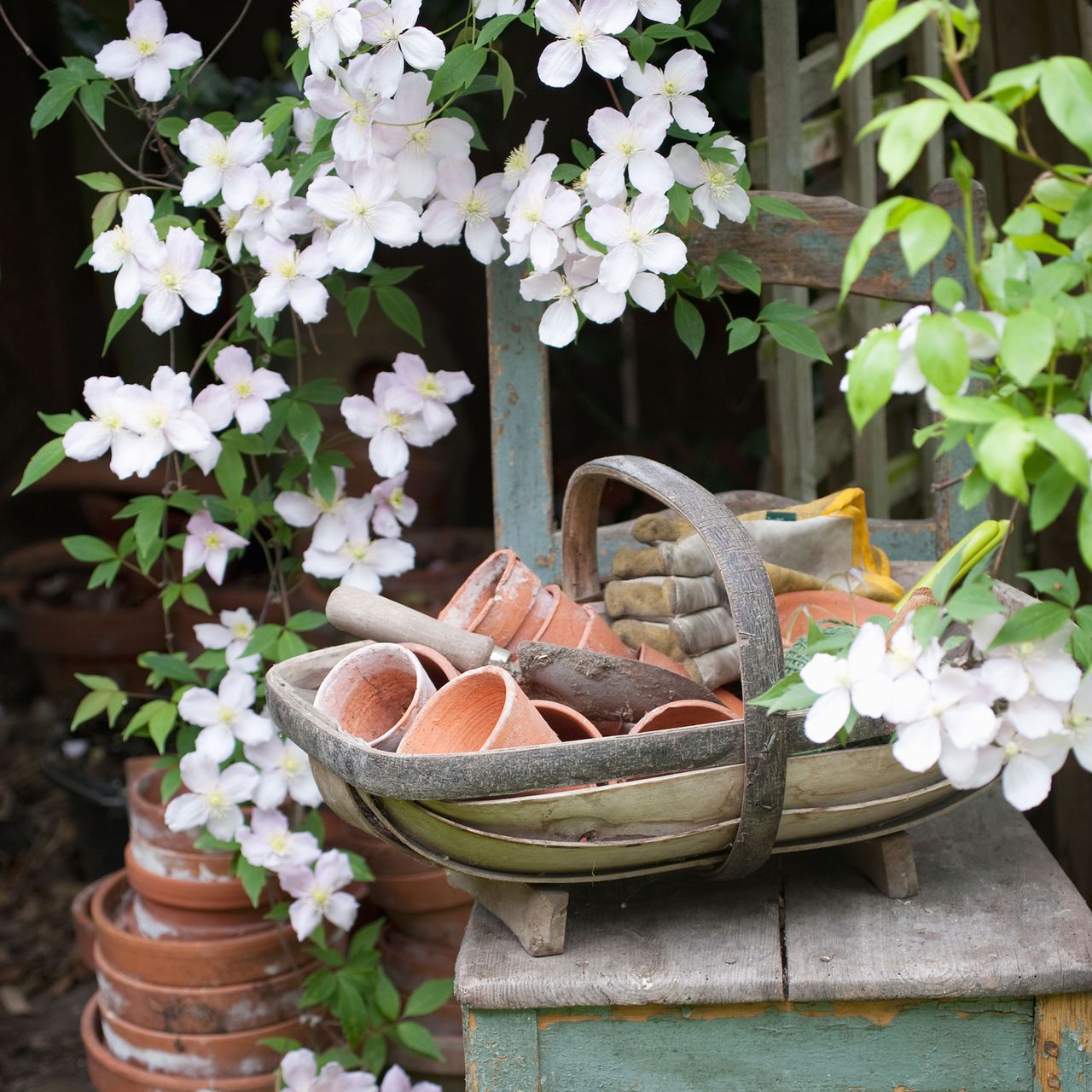8 of the best climbing plants for pots to add height and style to your ...