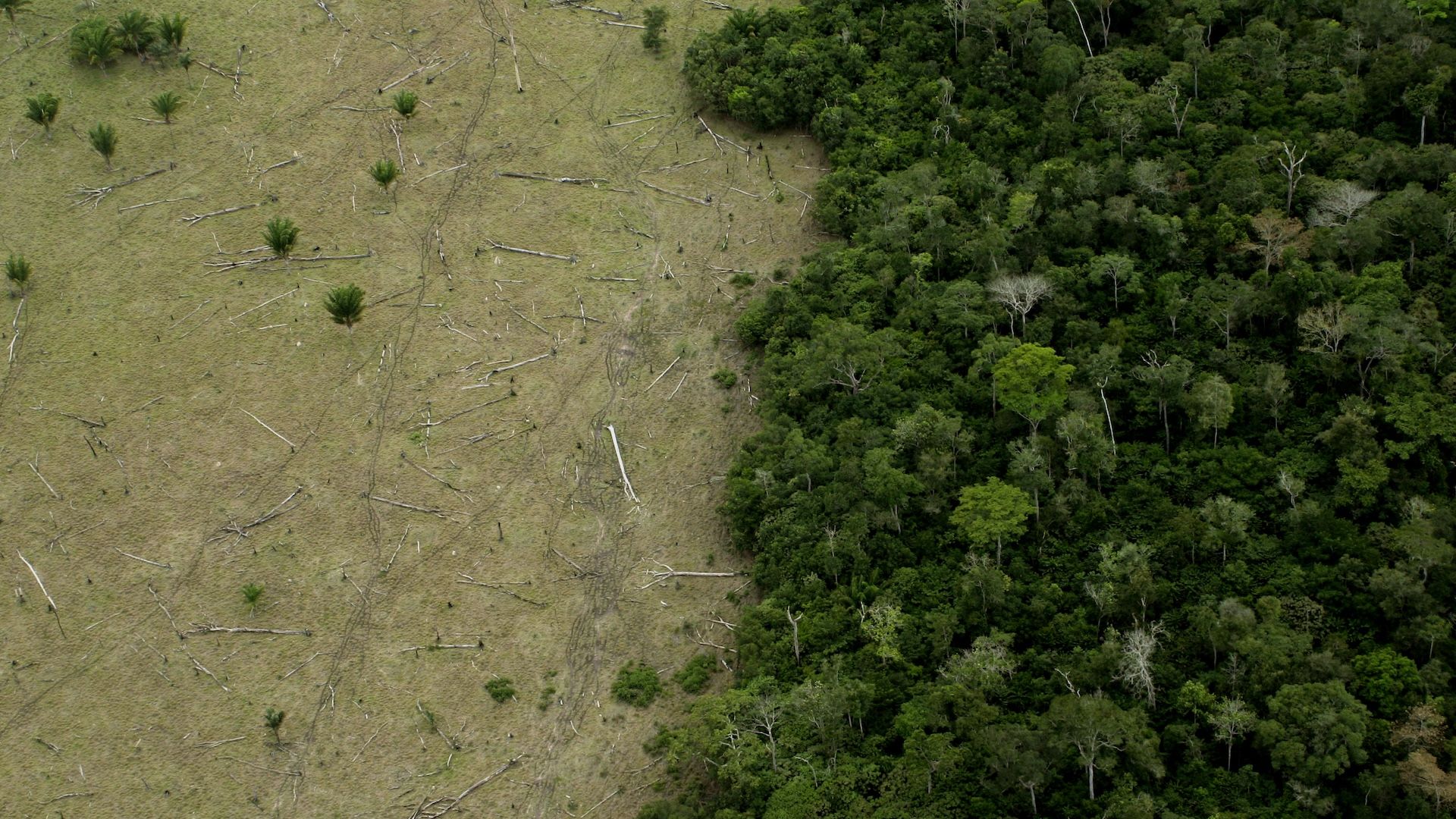 Amazon rainforest is approaching 'tipping points' that could transform ...