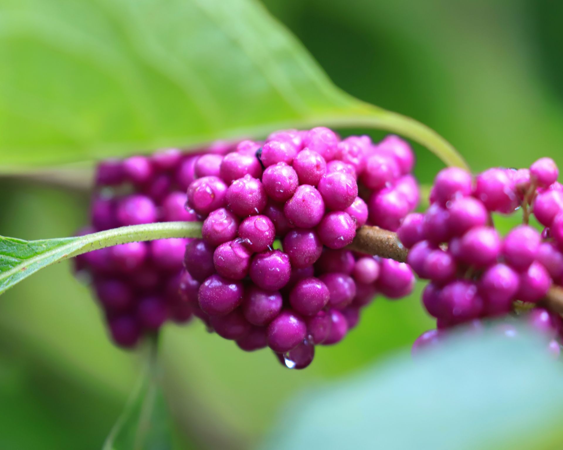 7 Flowering Shrubs For Zone 9 That Can Handle The Heat | Gardening Know How