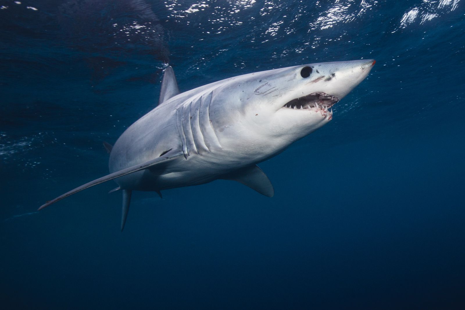 A complete guide to the sharks you'll find in the seas of Britain (and ...