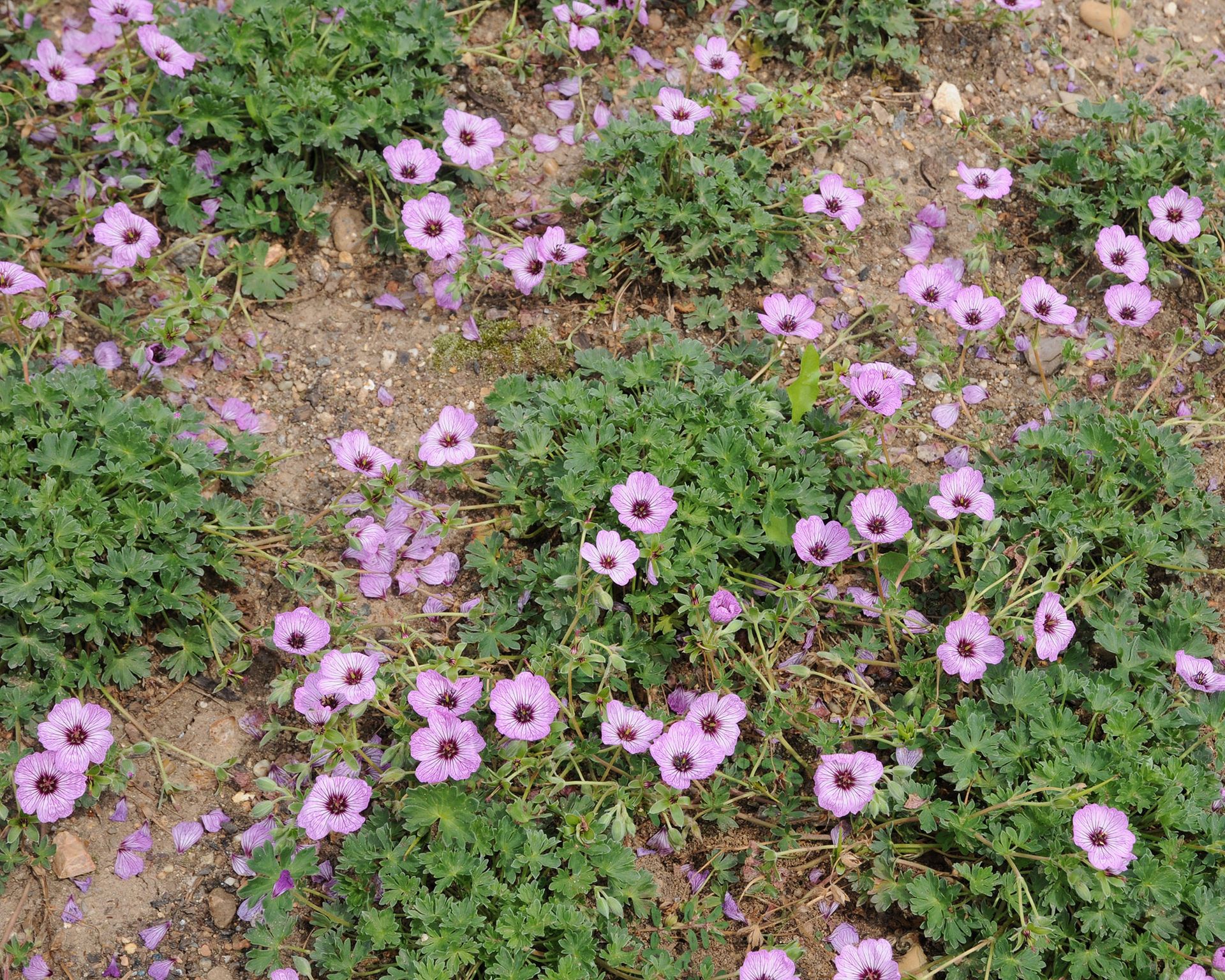 Plants for rockeries: 16 top choices for rock gardens | Gardeningetc