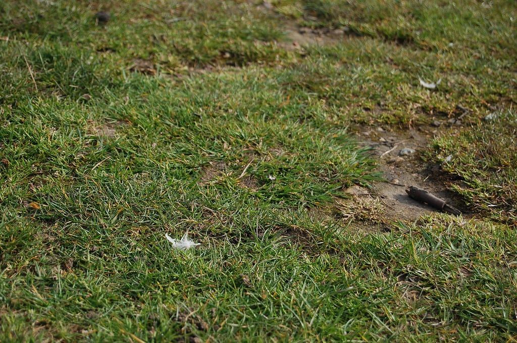 My Grass Is Disappearing – Learn About Thinning Lawn Repair In ...