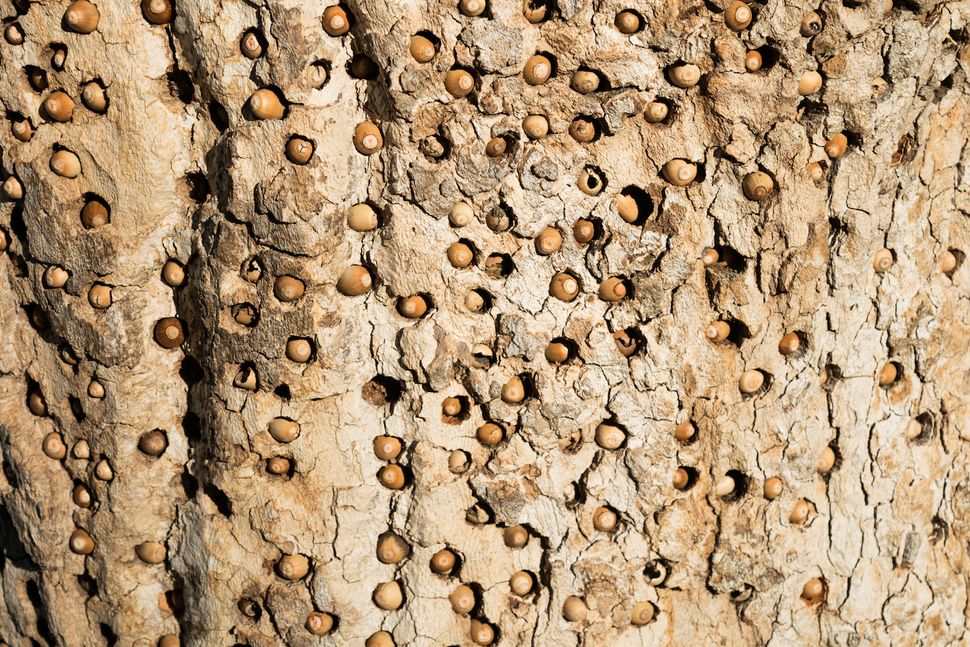 What Is Trypophobia? | Live Science